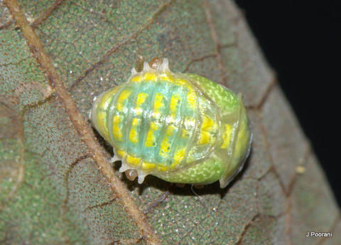 Calvia-explanata-pupa (1).jpg | Coccinellidae of the Indian Subcontinent
